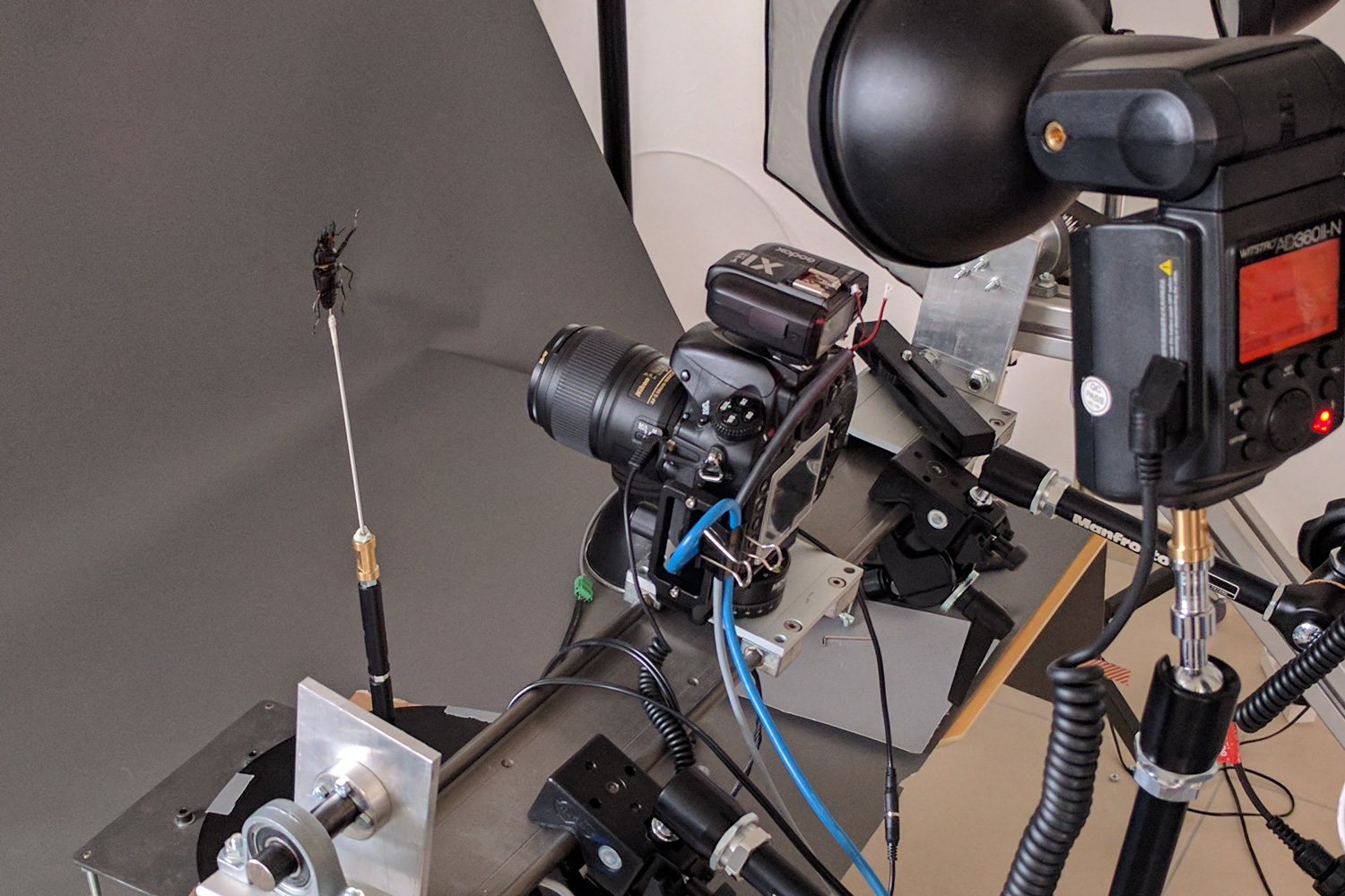 Stag Beetle - 3D model by Rigsters [672c2f0] - Sketchfab